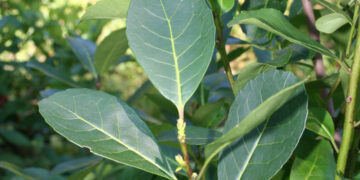 Ronda de Negocios Internacional de Yerba Mate e Infusiones 2026 ...