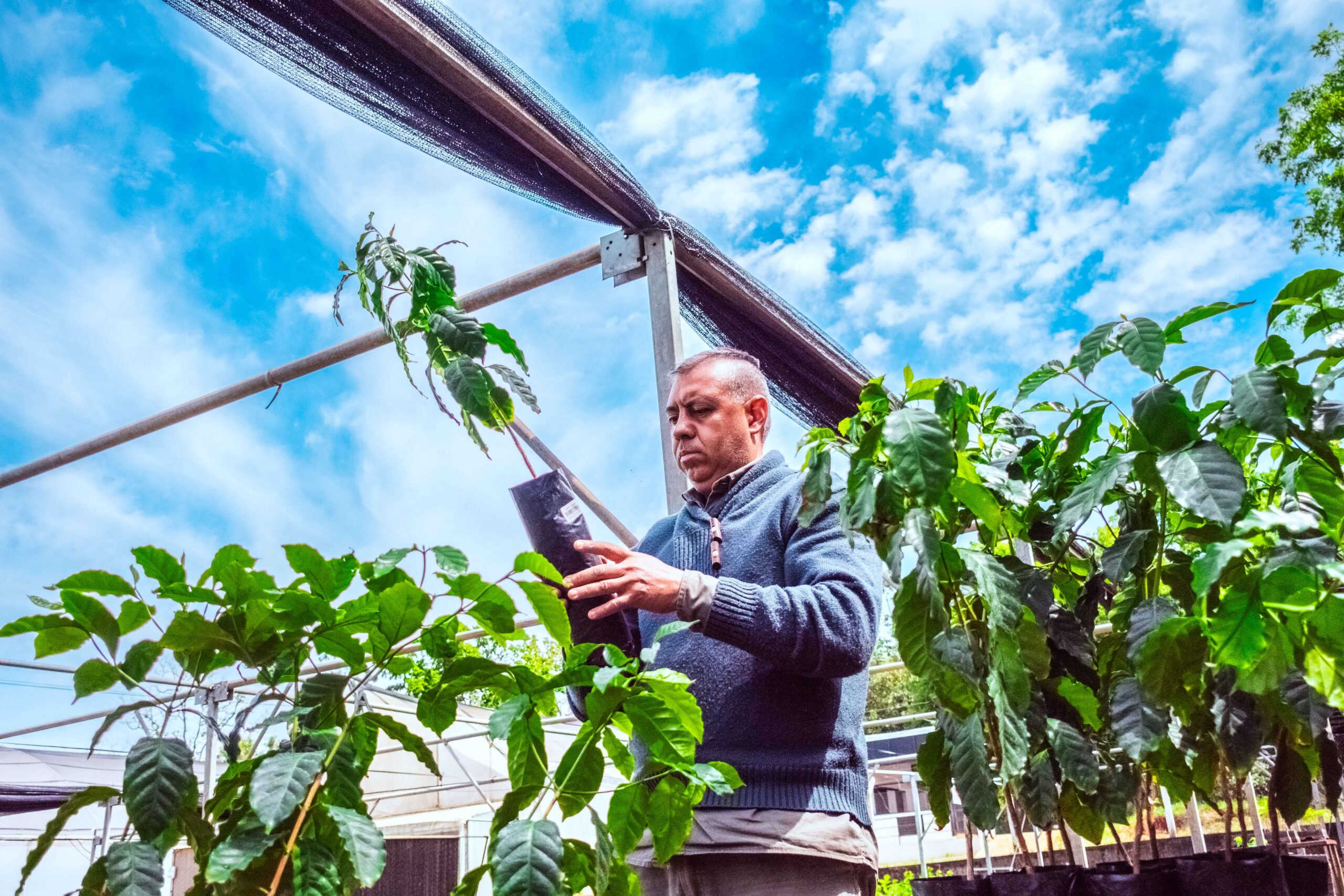Vuelve el café a Misiones: analizan su adaptación en un territorio históricamente yerbatero ...