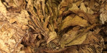 Tabaco en Brasil: atraso en la comercializzación - Más Producción
